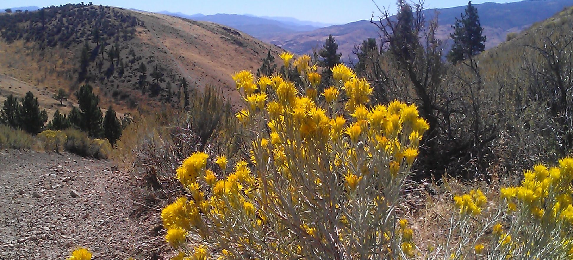 Cropped Rabbit Brush – Bikepacking Northern Nevada